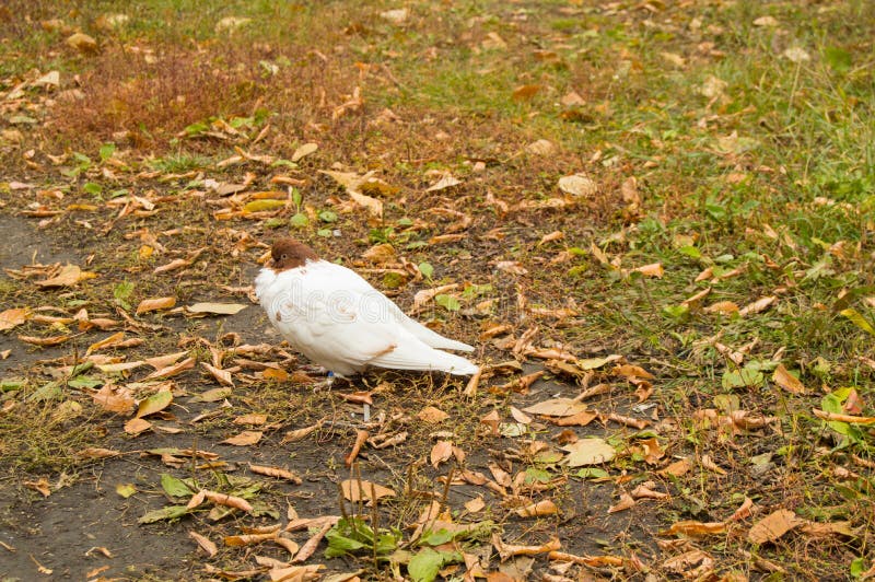 Ringed White Dove Sitting on the Grass in Autumn Park Stock Image ... Ringed White Dove Sitting on the Grass in Autumn Park Stock Image ...