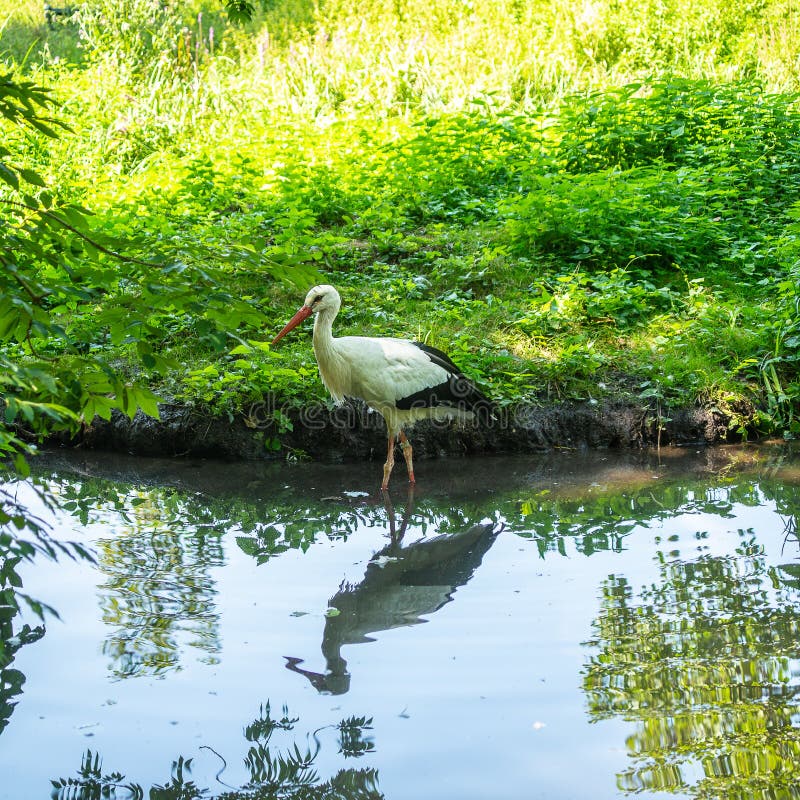 Ringed White Stork in a Pond Stock Image - Image of white, wildlife ...