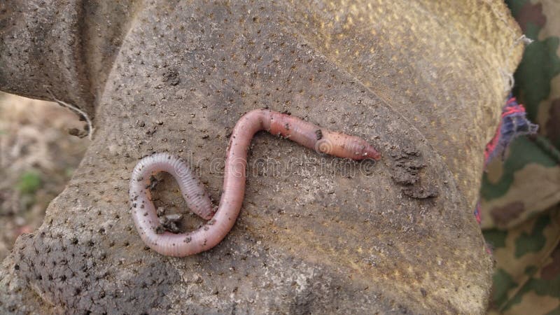 Ringed Worm, Soil, Organism, Terrestrial Animal Picture. Image: 132189383