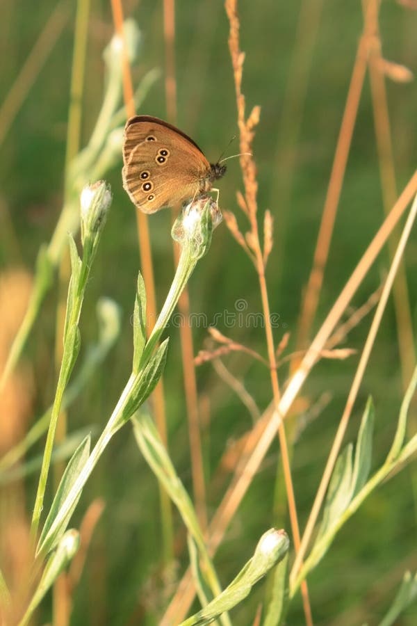 Ringlet stock photo. Image of hyperantus, aphantopus - 15170886