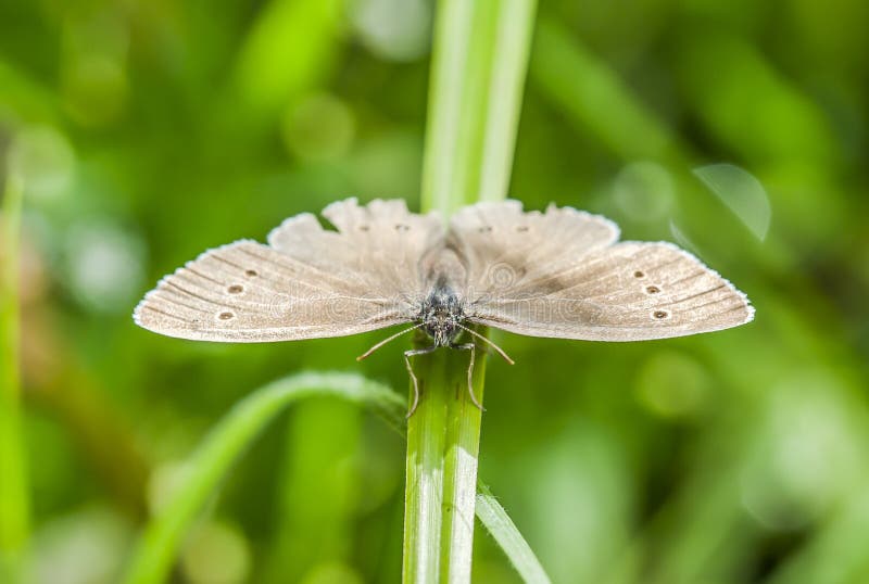 Ringlet stock image. Image of wings, nature, green, detail - 26733481