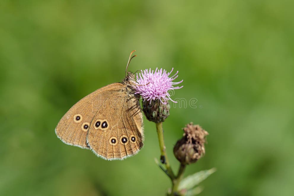 Ringlet (Aphantopus Hyperantus). Stock Photo - Image of insect, ringlet ...