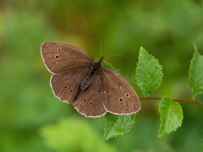 Ringlet Aphantopus Hyperantus Stock Image - Image of forest, europe ...