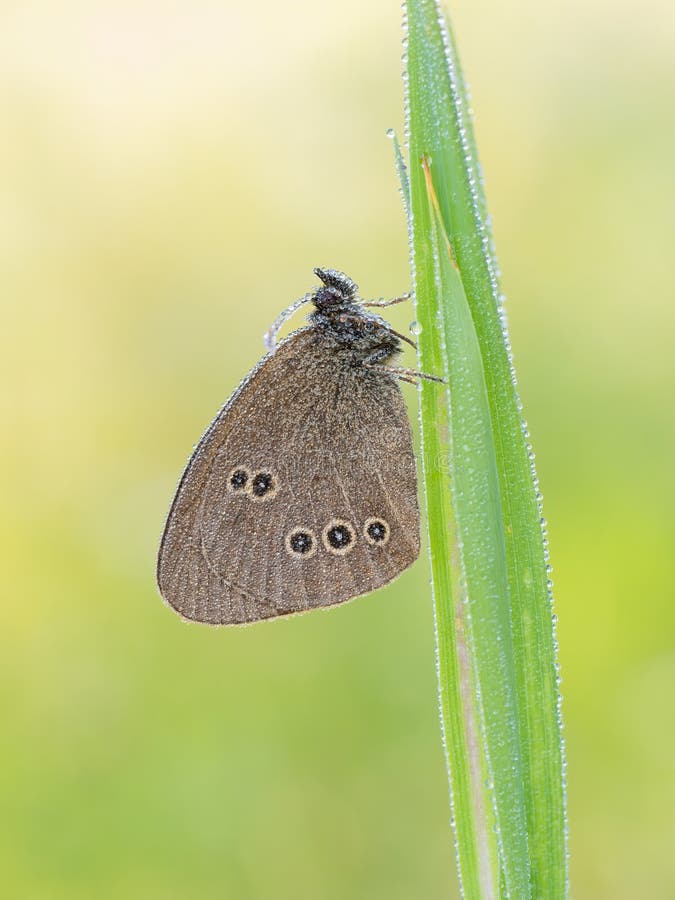 Ringlet Aphantopus Hyperantus Stock Photo - Image of dream, europe ...