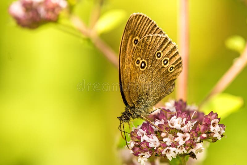 Ringlet Aphantopus Hyperantus Stock Photo - Image of nectar, morning ...
