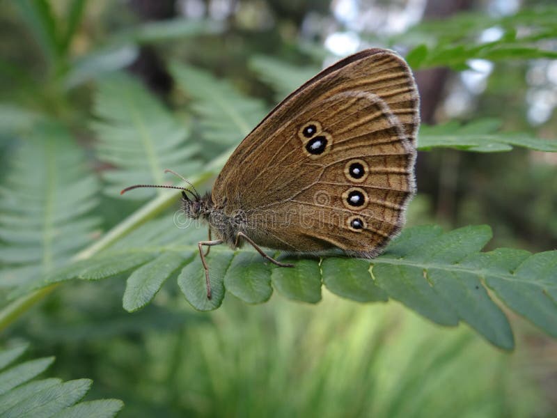 Ringlet Aphantopus Hyperantus Stock Photo - Image of green, butterfly ...