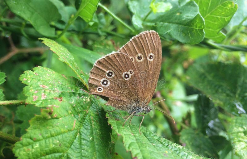Ringlet Aphantopus Hyperantus Stock Image - Image of entomology ...