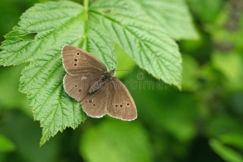 Ringlet (Aphantopus Hyperantus). Stock Photo - Image of early, field ...