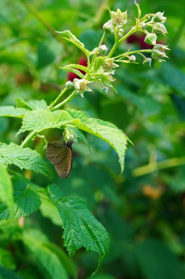 Ringlet Brown Butterfly on Raspberry Green Twig Stock Photo - Image of ...