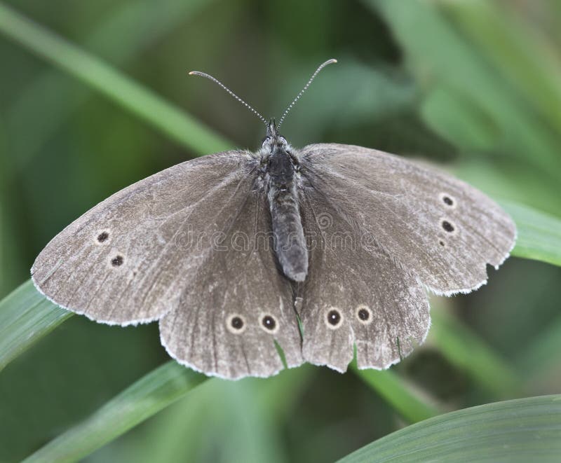 Ringlet Butterfly stock image. Image of animals, wildlife - 26063595