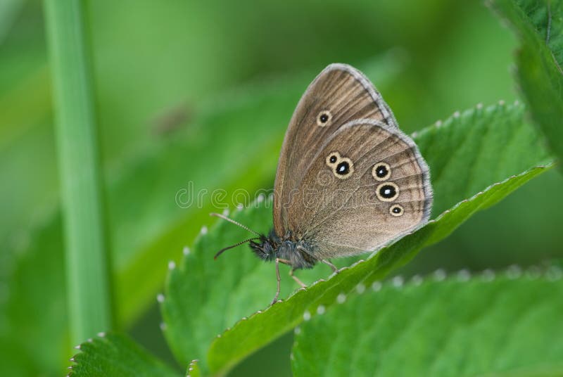 Ringlet butterfly stock photo. Image of macro, hyperantus - 26391708