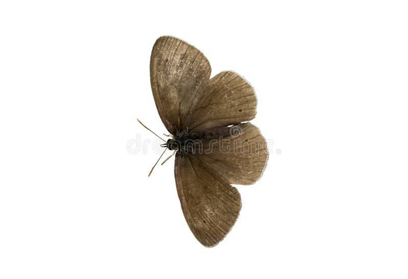 Ringlet Butterfly Aphantopus Hyperantus Isoalted White Background Stock ...