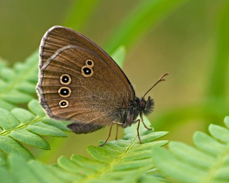 Ringlet Butterfly, Aphantopus Hyperantus Stock Image - Image of ...