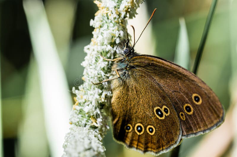 Ringlet Butterfly, Aphantopus Hyperantus Stock Image - Image of beauty ...