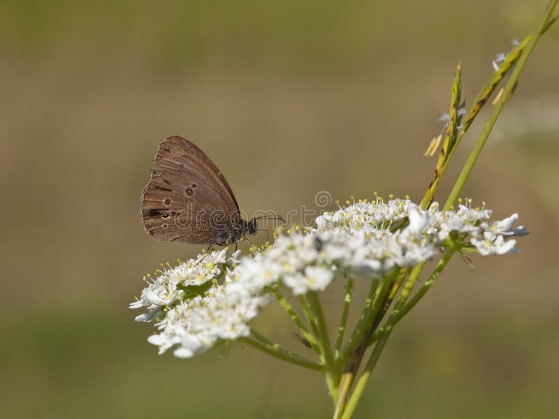 Ringlet Butterfly, Aphantopus Hyperantus Stock Image - Image of beauty ...