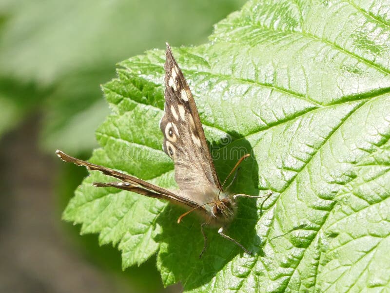 Ringlet Butterfly - Aphantopus Hyperantus Stock Image - Image of green ...