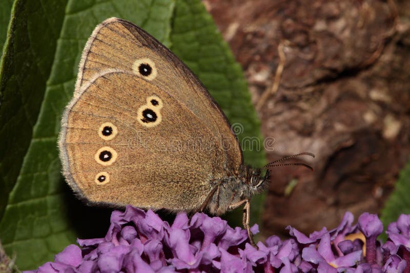 Ringlet butterfly. stock image. Image of brown, ringlets - 42131617