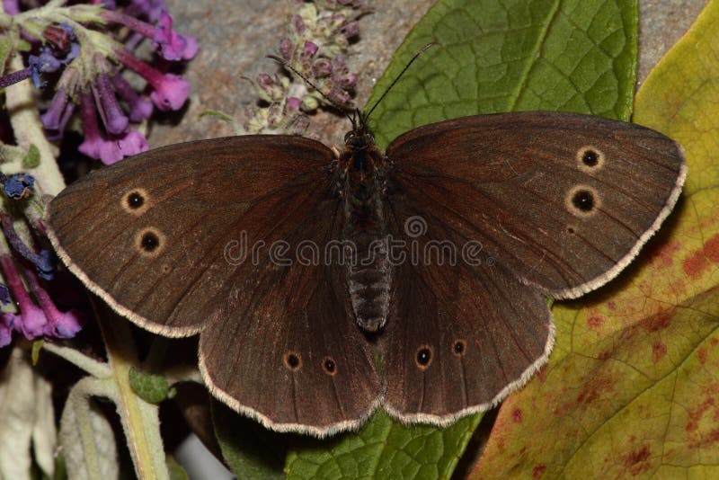 Ringlet butterfly. stock image. Image of wild, ringlet - 42131689