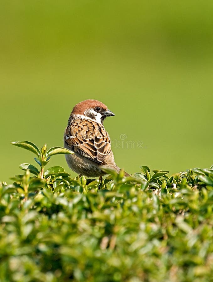 Ringmus, Eurasian Tree Sparrow, Passer Montanus Stock Photo - Image of ...