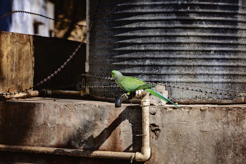 Ringneck Parakeet Parrot on the Street Stock Image - Image of color ...