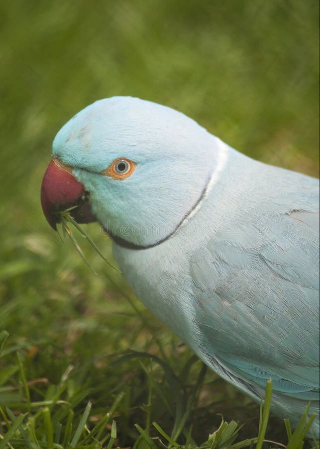 160 Blue Ring Neck Parrot Stock Photos - Free & Royalty-Free Stock ...