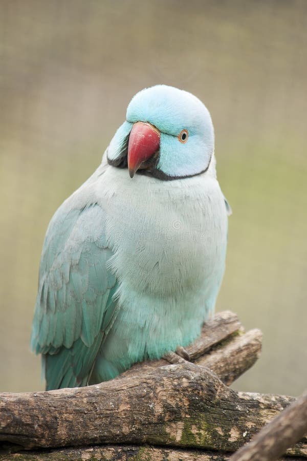 Blue Ring Neck Parrot stock image. Image of animal, blue - 18931245