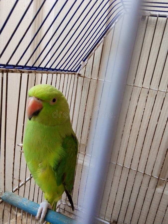 Ringneck parrot green bird stock photo. Image of beck - 230708228