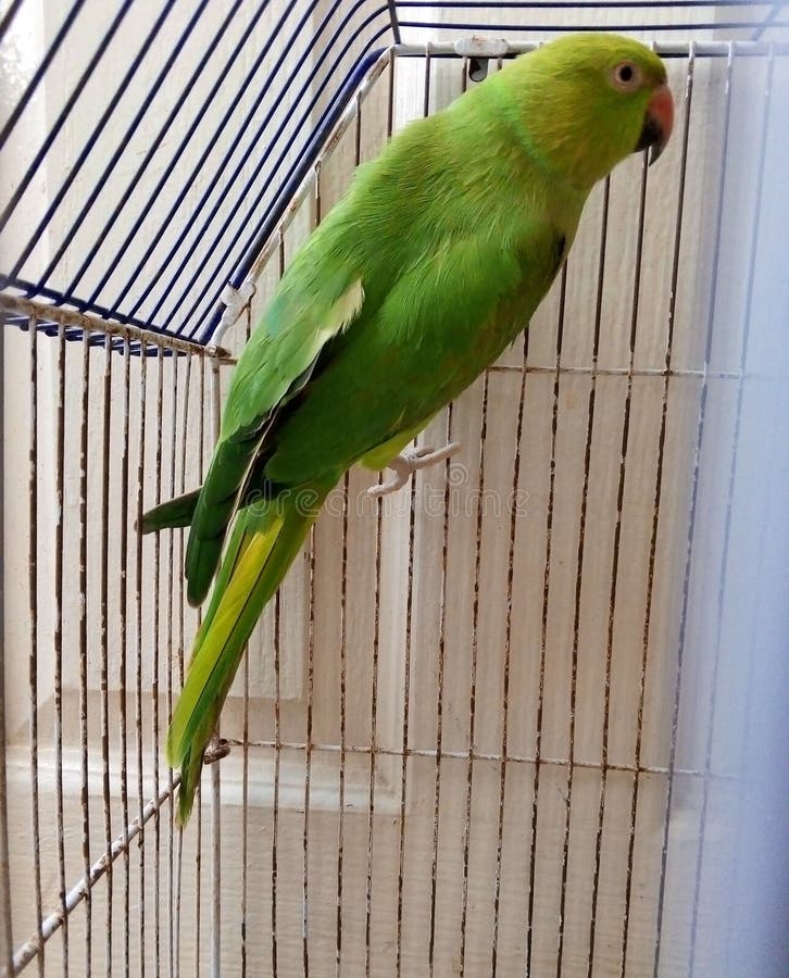 Ringneck parrot green bird stock photo. Image of branch - 230708240