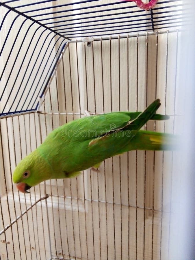 Ringneck parrot green bird stock image. Image of chicken - 230708289