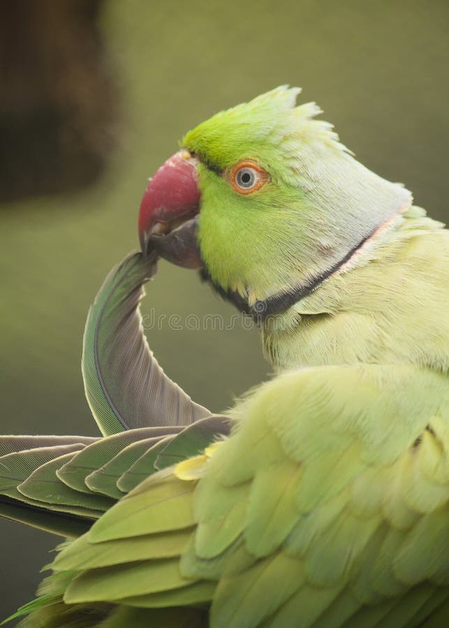 Ringneck Parrot stock photo. Image of feathers, ringneck - 31946758