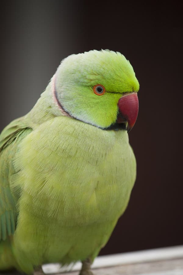 Ringneck Parrot stock photo. Image of plumage, emirates - 32473126