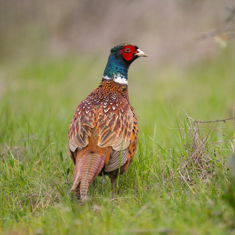 Ringneck Pheasant, Phasianus Colchicus in the Habitat Stock Photo ...