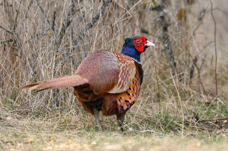 Ringneck Pheasant, Phasianus Colchicus in the Habitat Stock Photo ...