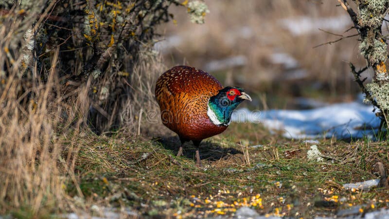 Ringneck Pheasant, Phasianus Colchicus in the Habitat Stock Photo ...