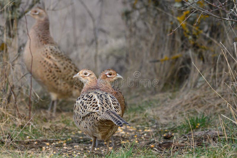 Ringneck Pheasant Phasianus Colchicus in the Habitat Stock Image ...
