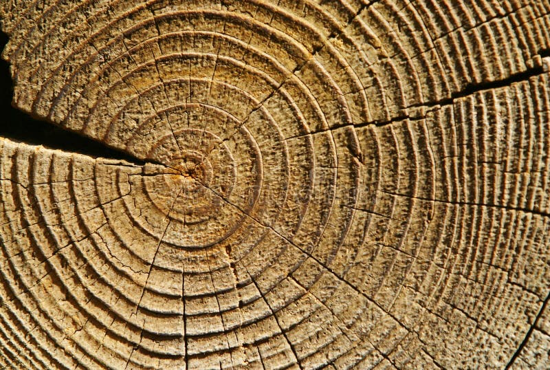 Rings of age stock photo. Image of life, woodcutter, death - 935712