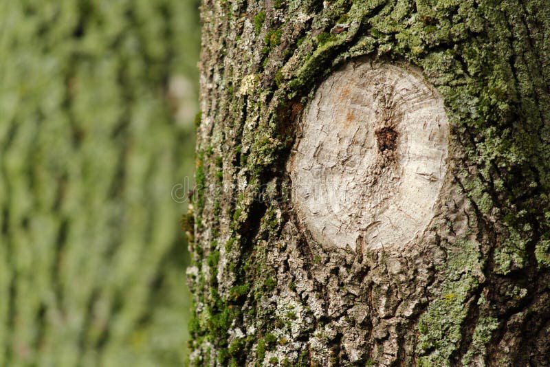 Rings and bark on the tree stock photo. Image of rings - 198653336