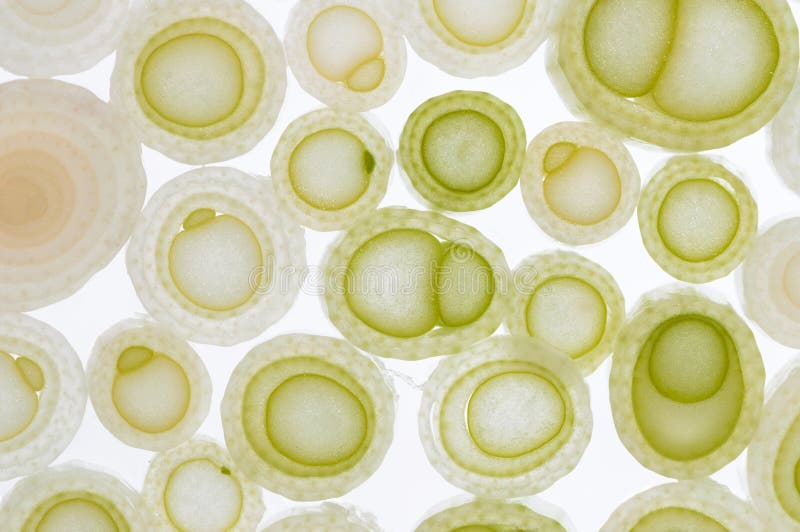 Green Ringes Stock Photos - Free & Royalty-Free Stock Photos from ...