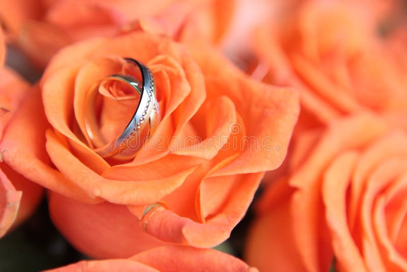 Rings on bouquet stock image. Image of passion, flowers - 12784209