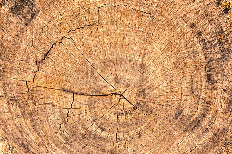 Stump of tree stock image. Image of ring, aging, felled - 34994681