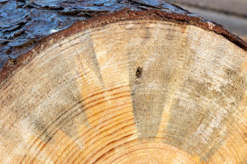 Rings on End of Cut Pine Tree, Space for Copy on Background Stock Image ...