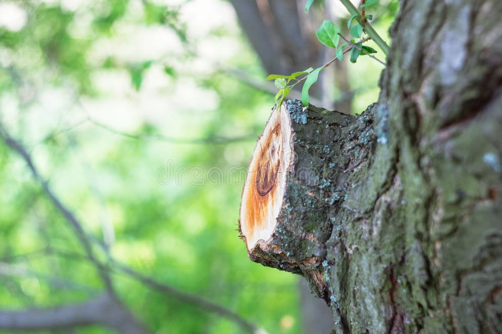 Rings of a newly cut tree stock photo. Image of plant - 95145906