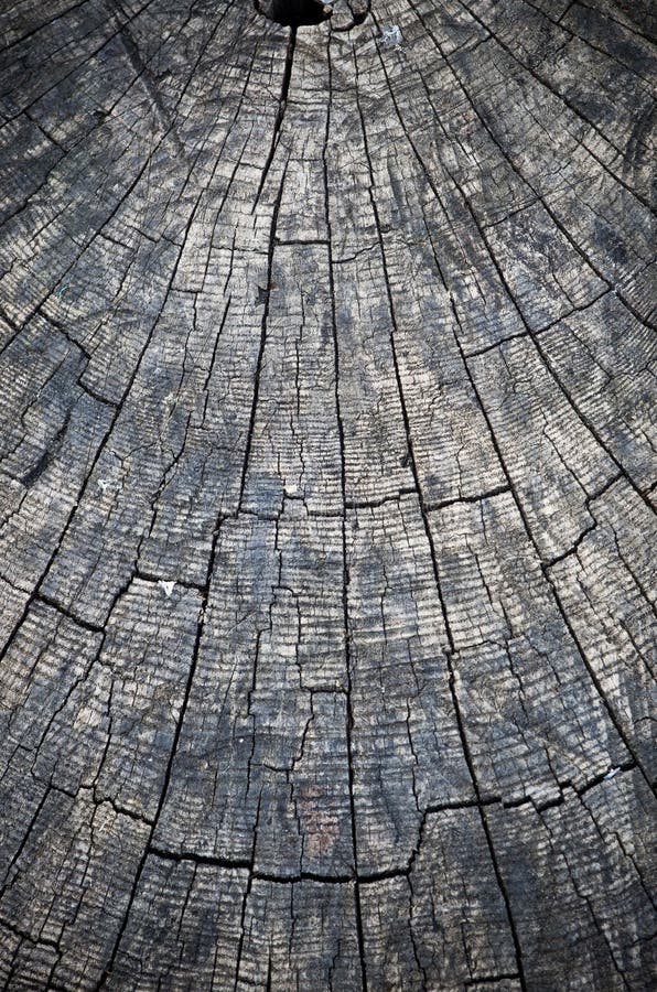Rings in Old Dried Tree Stump Stock Image - Image of texture, cracked ...