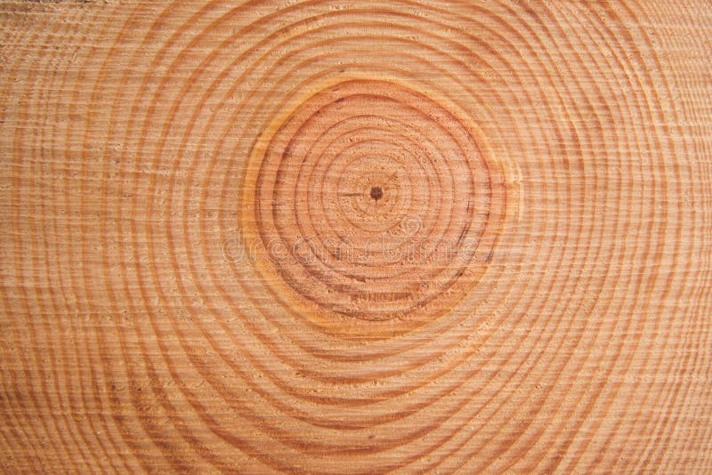 Annual Rings on Sawn Pine Tree Timber Wood Stock Image - Image of macro ...