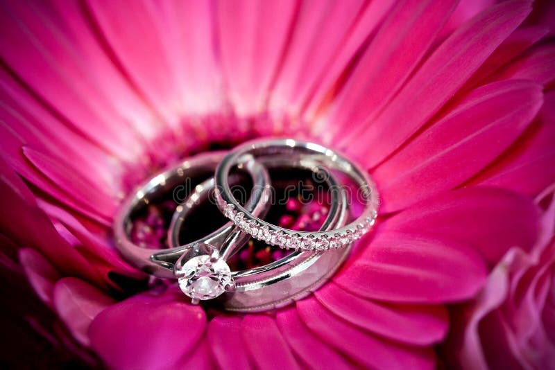 Rings on purple flower stock image. Image of ceremony - 16480529