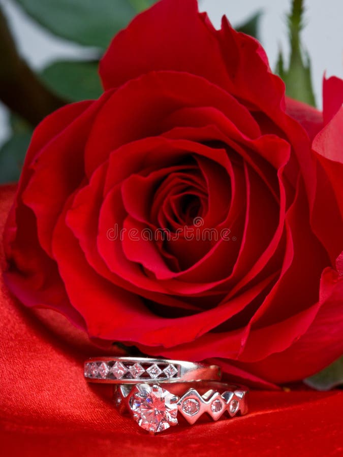 Rings and red rose stock photo. Image of floral, plants - 39117400