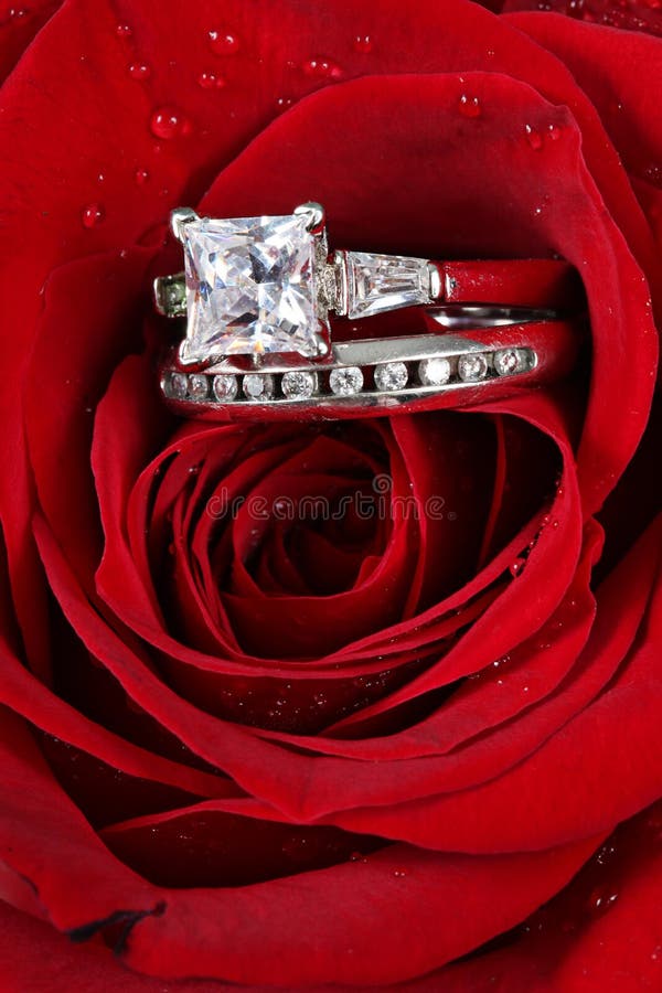 Rings in red rose petals stock image. Image of blooming - 13165463