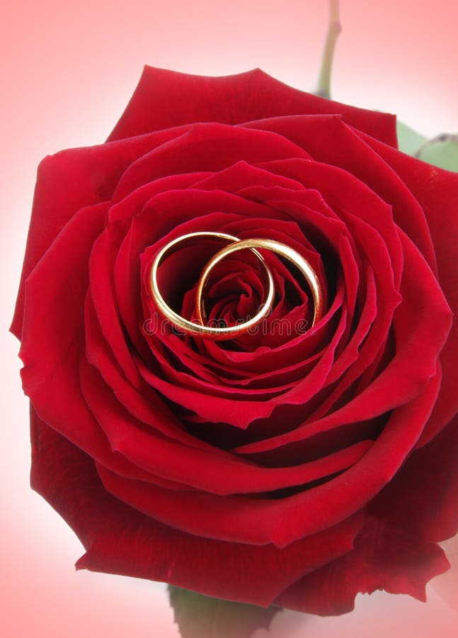Rings with rose stock photo. Image of gift, anniversary - 25901376