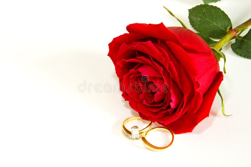 Rings and Roses stock photo. Image of affection, attracted - 1773290