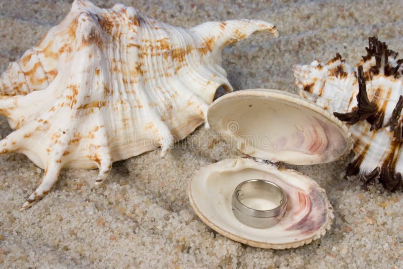 Rings in Seashell stock photo. Image of white, shellfish - 12788836